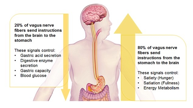 Jess @ Bodhi Chi: Your Gut Brain Rules Your Health And Emotions!
