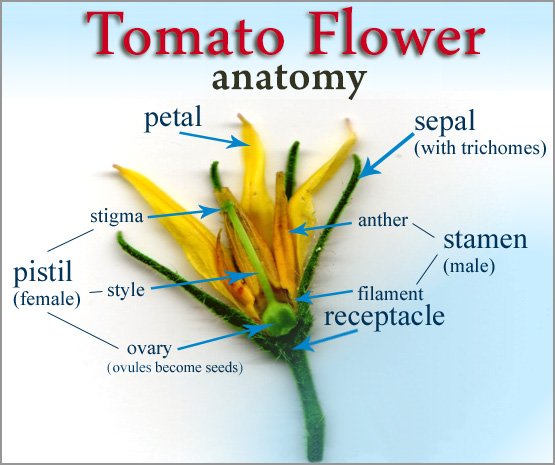 Gardening Aloft: Blossom Pollination