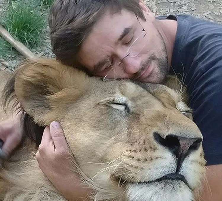 Crió a dos leones en su casa como mascotas durante años: murió devorado