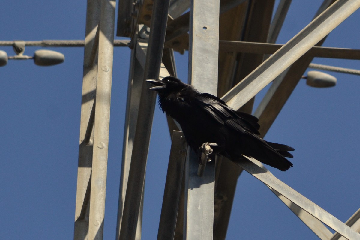 Woods Walks and Wildlife: June 2015