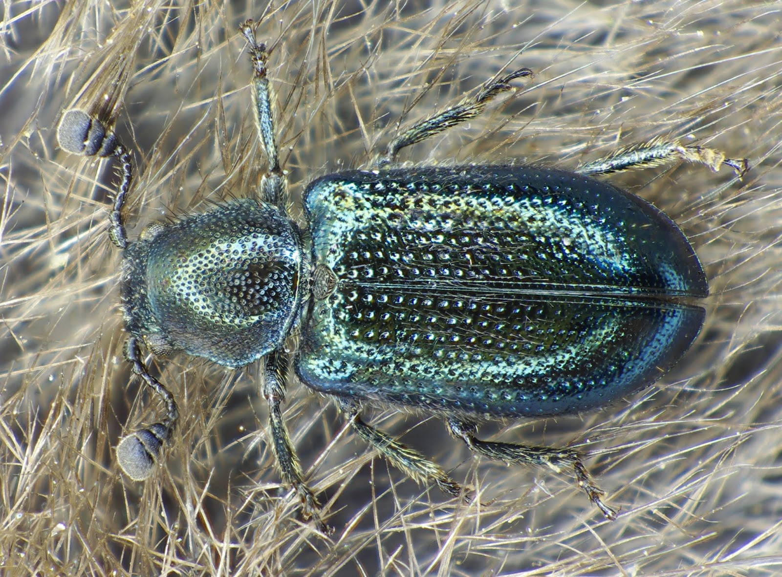 Variety of Life: Cleridae