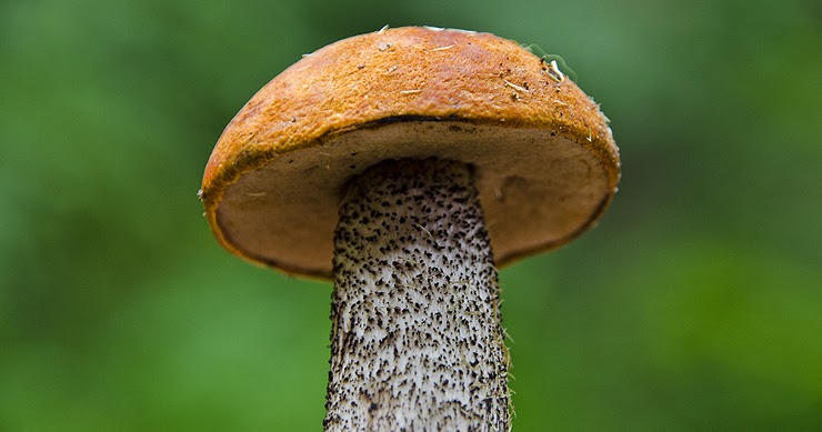 grzyby: Czerwony kozak