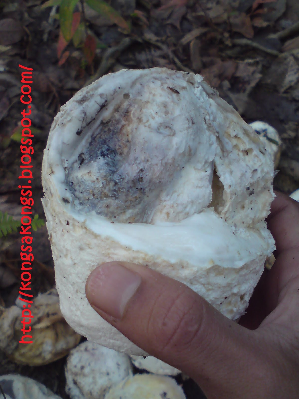 Tutorial Kutip Ketul Getah | Blog Buruk