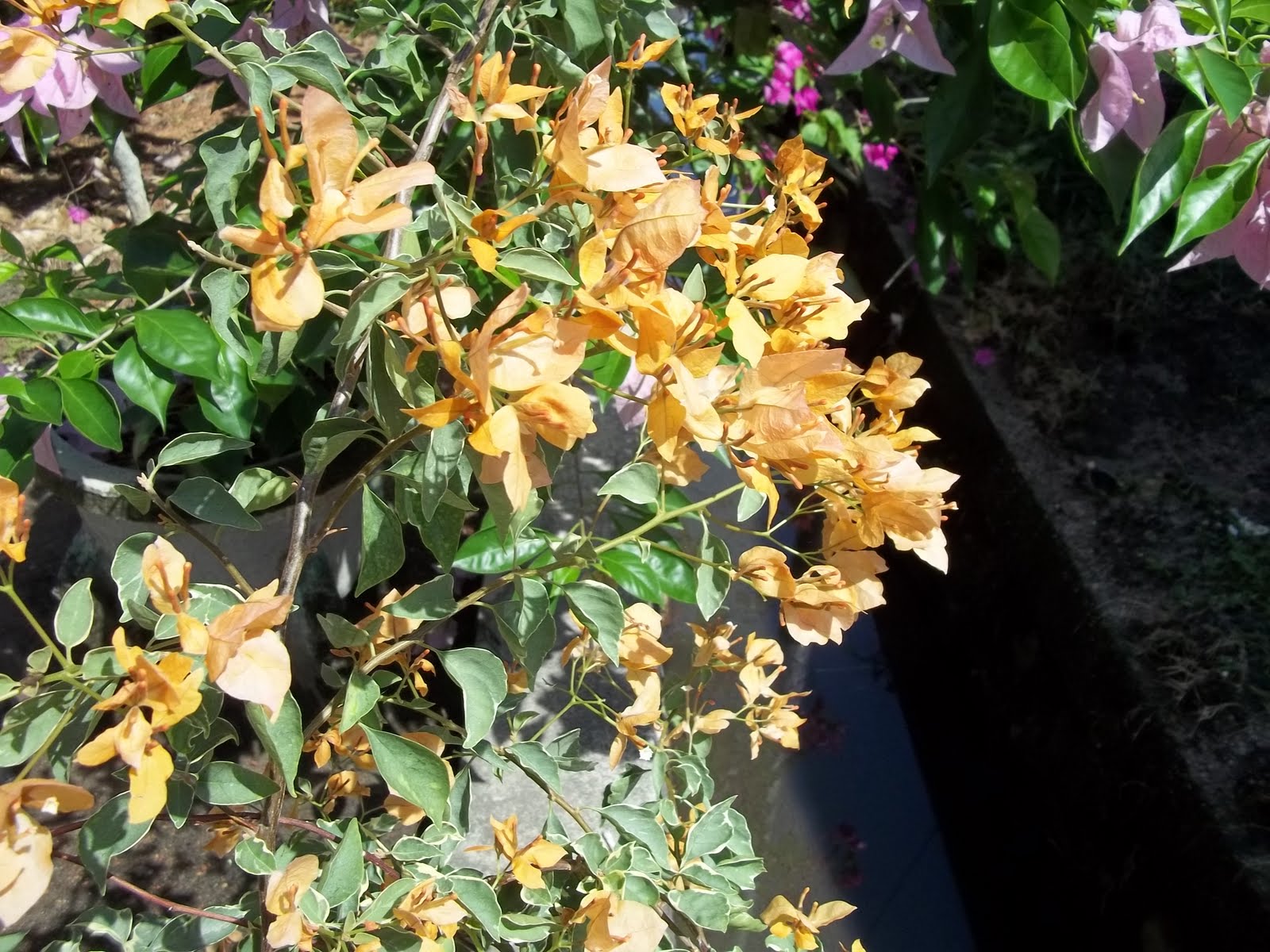 My Blue World: Bunga Bougenville