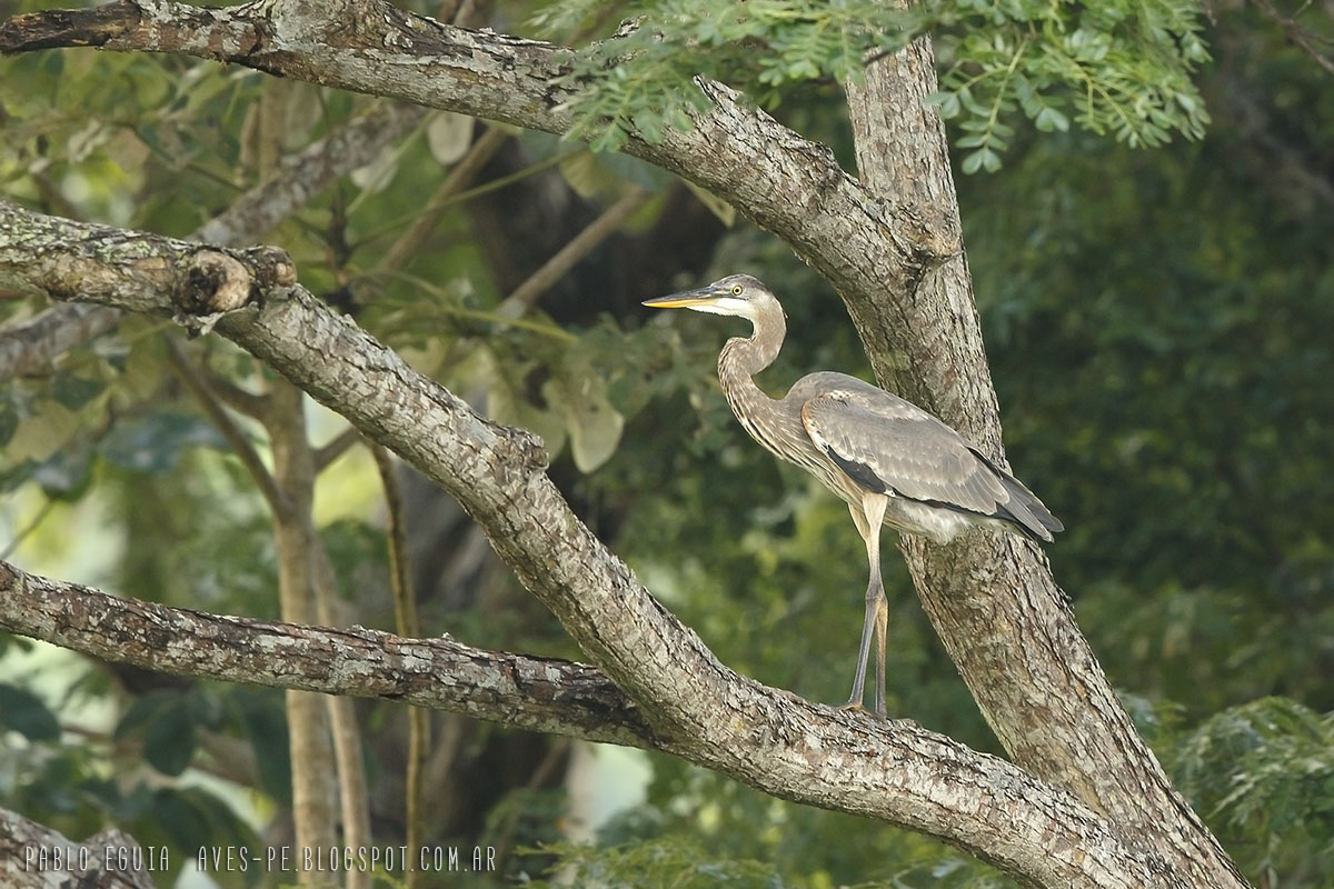 mis fotos de aves: Ardea herodias Garza Azulada Great Blue Heron
