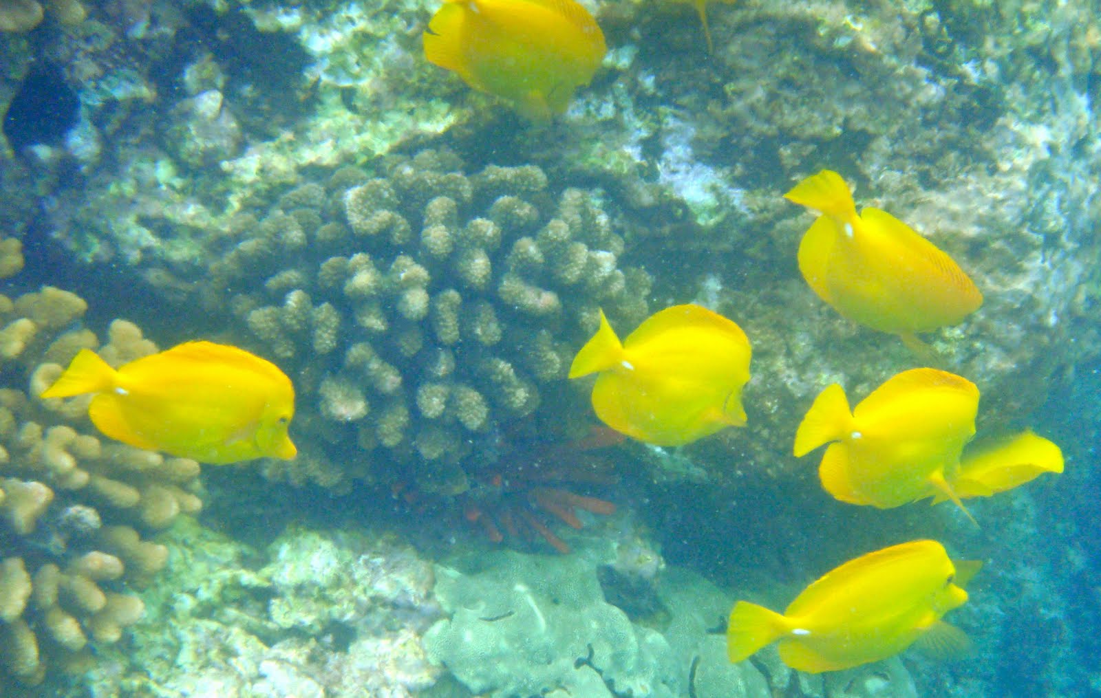 Toucans & Hornbills: Travel Bethought: Fish Fish Fish