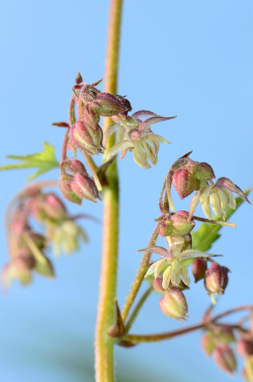 葎草 Humulus scandens (Lour.) Merr. 【大麻科】