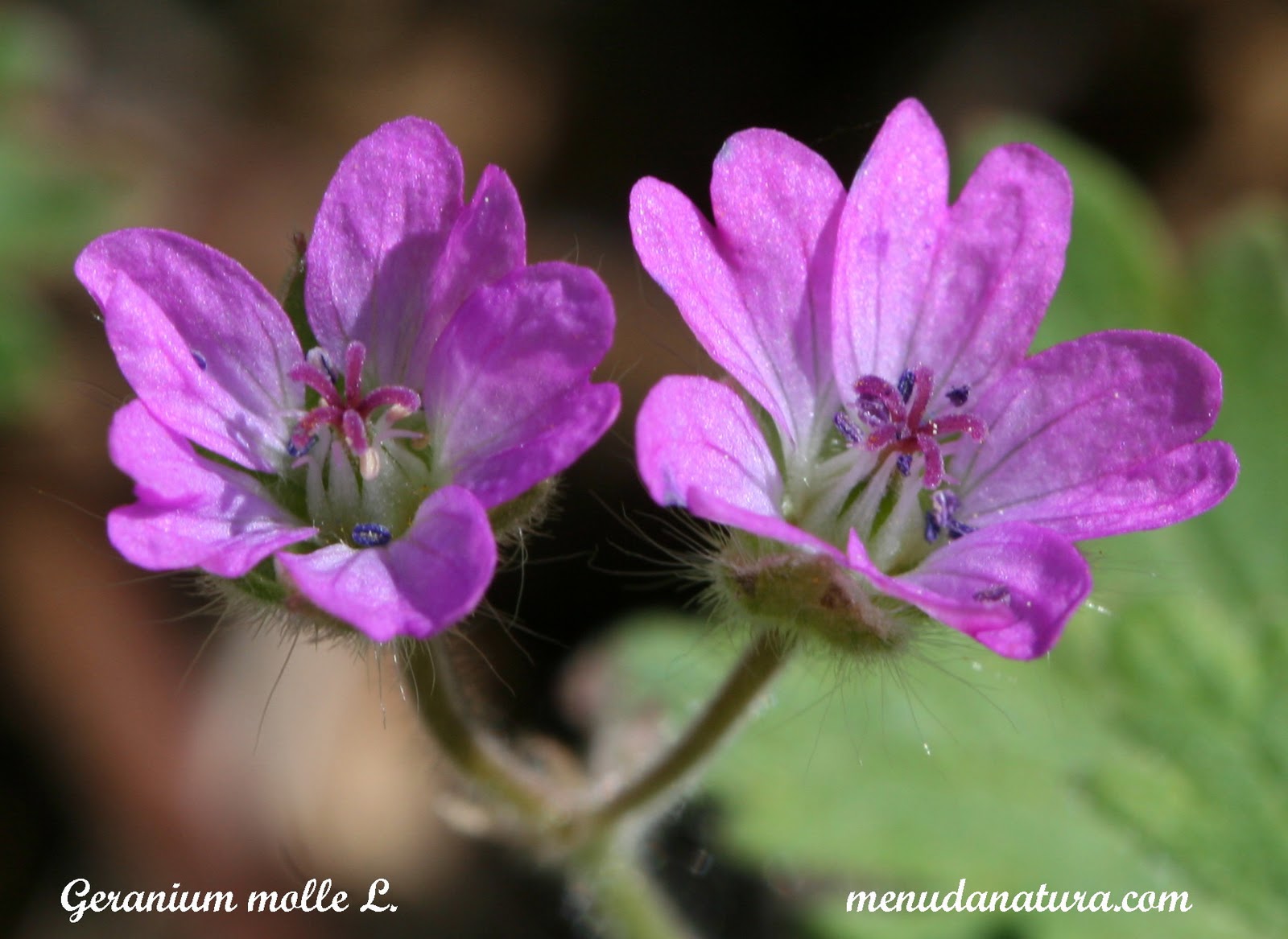 Menuda Natura: Geranium molle L.