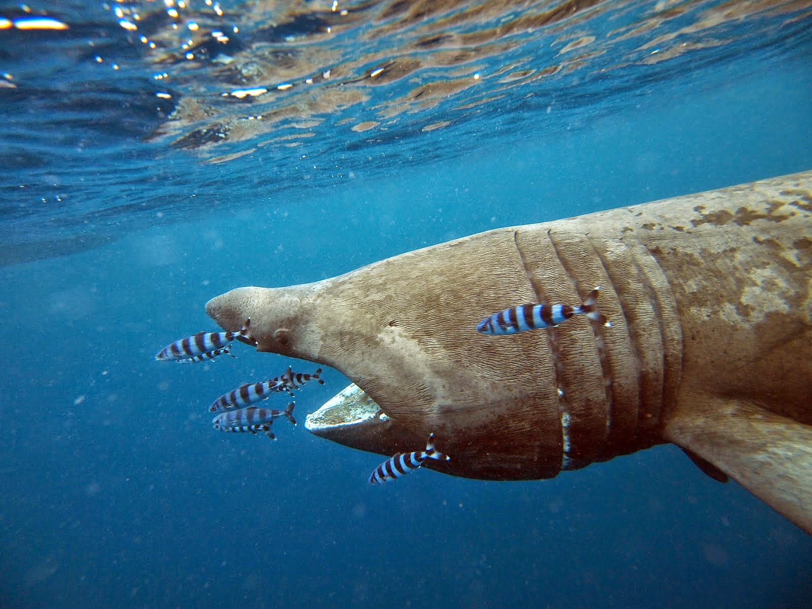 Corriere del Web: Arrivati in Puglia i rari Squali Elefante: avvistati ...