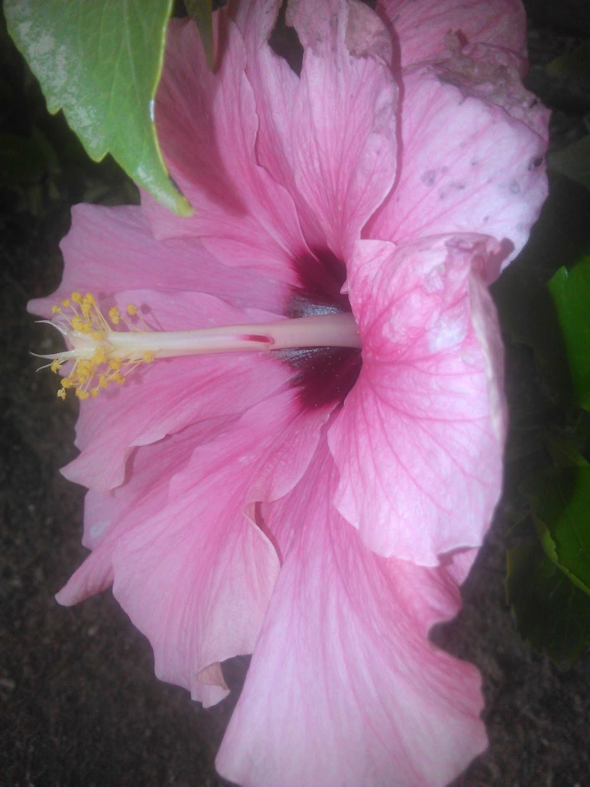 majaillaflor: cucarda rosa