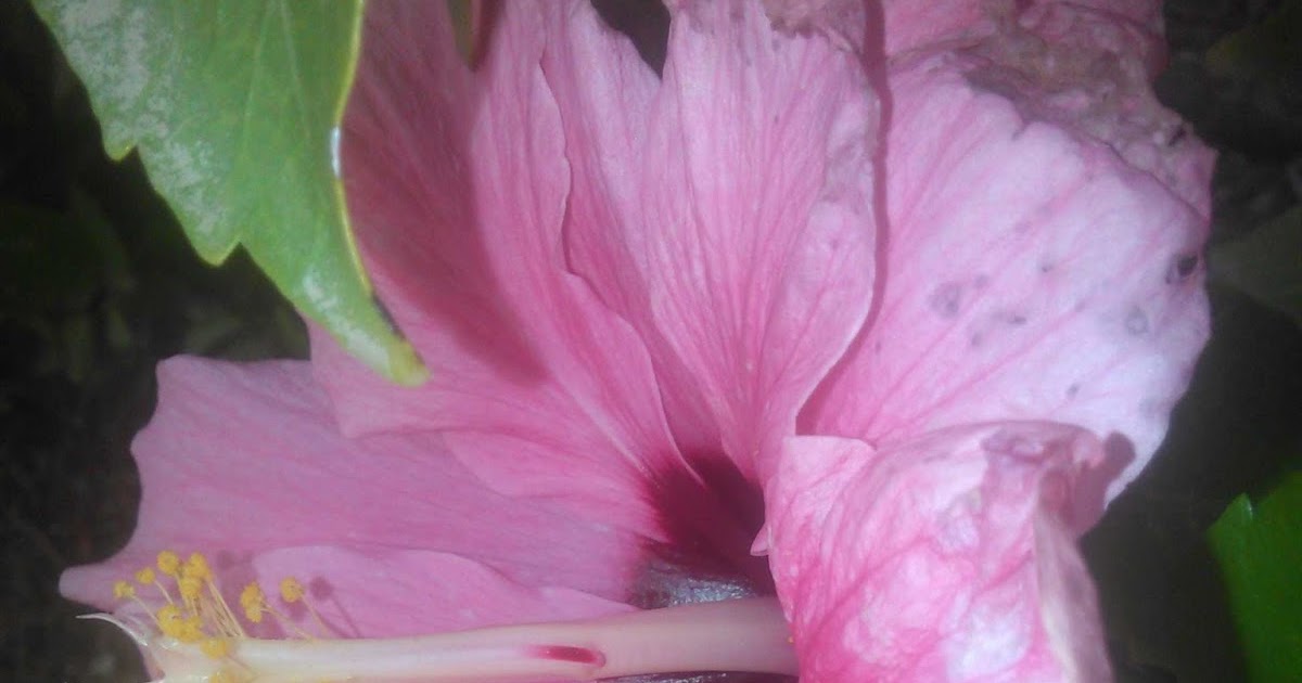 majaillaflor: cucarda rosa