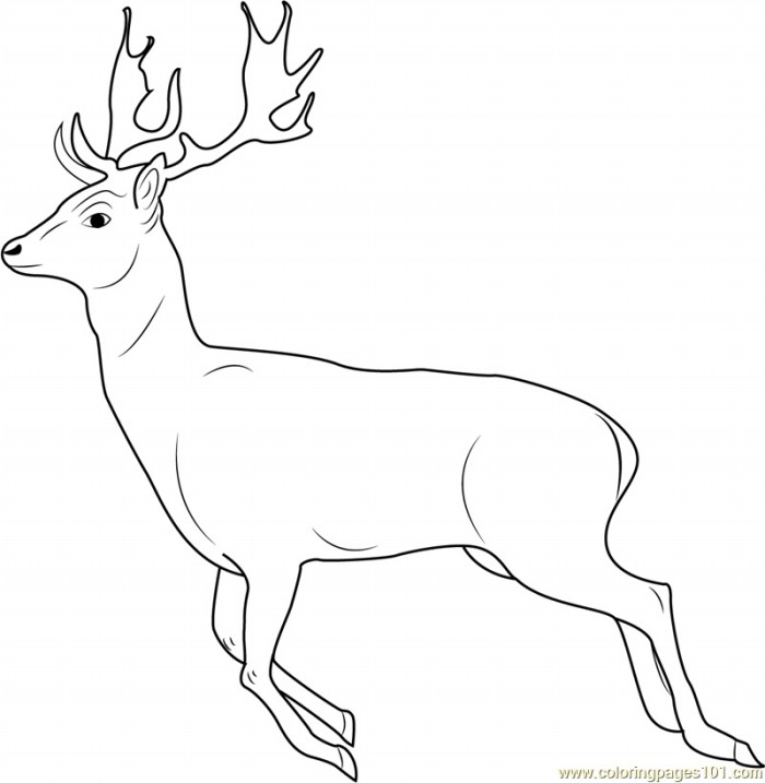 Gambar Rusa Hitam Putih Terbaru | gambarcoloring