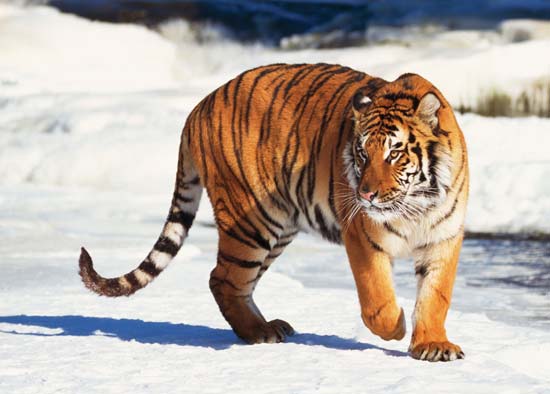 LOW BEE LING D20102044579 ( EL-P04 ): The Body Covering Of Animals