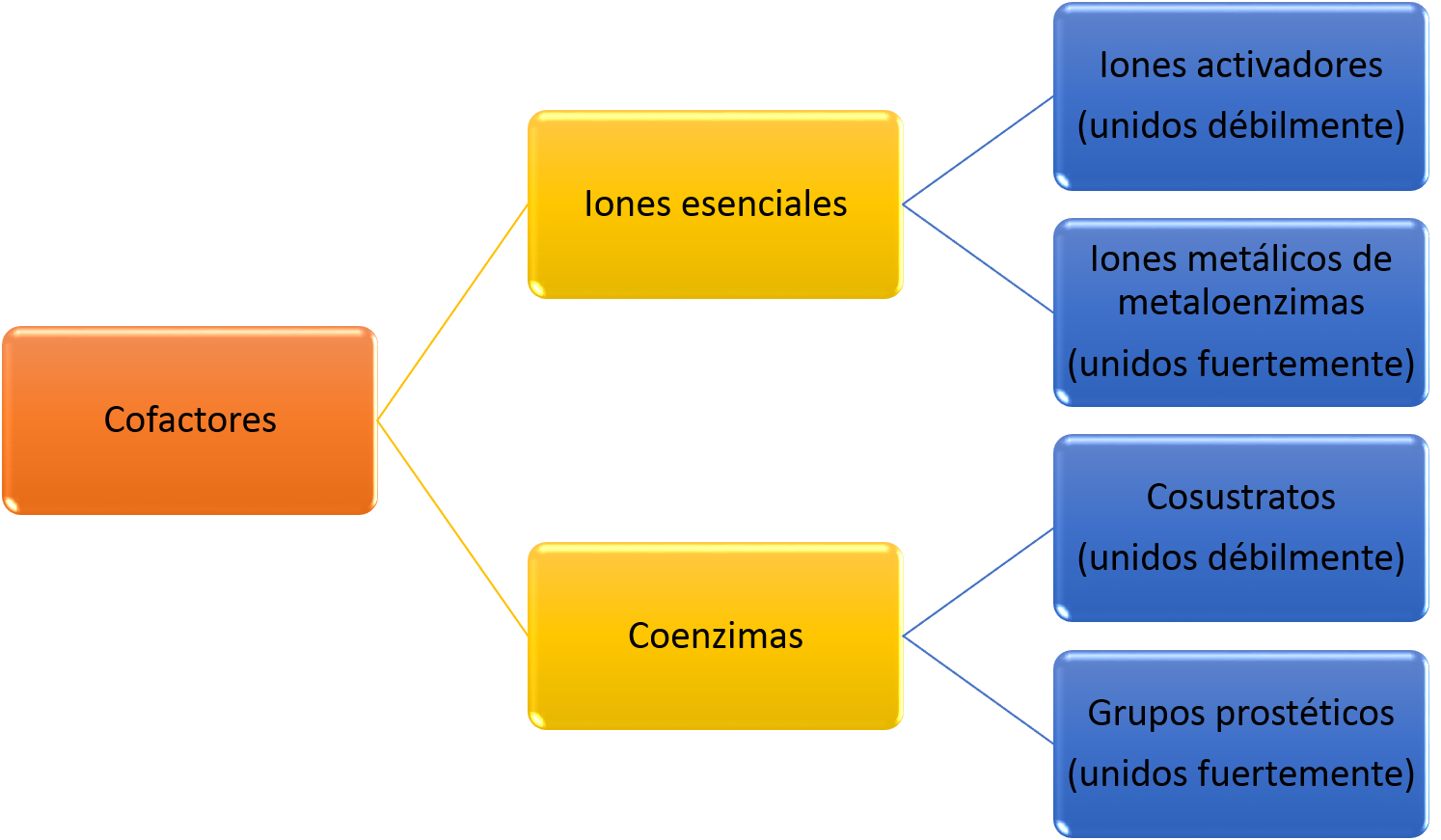 Coenzimas: Cofactores enzimáticos