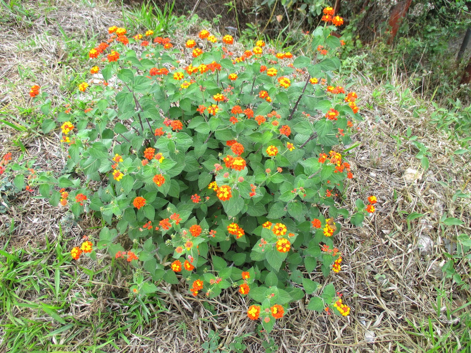 Gardens at Waters East: "Weeds" of Guatemala