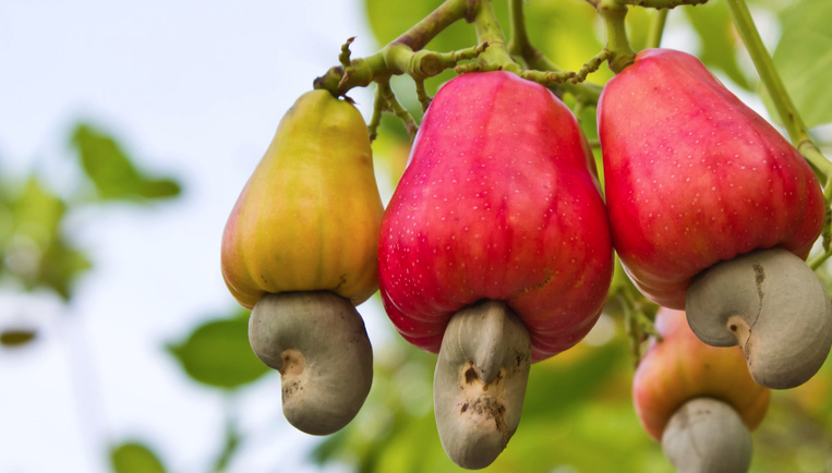 Anacardiaceae: Conhecendo um pouco mais sobre essa Família tão Diversa