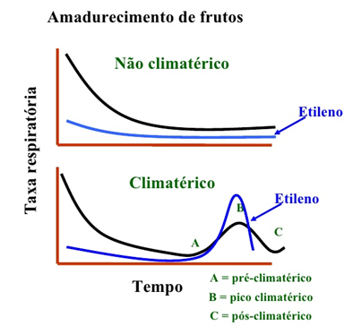 Frutas: Frutas Climatéricas e Não Climatéricas
