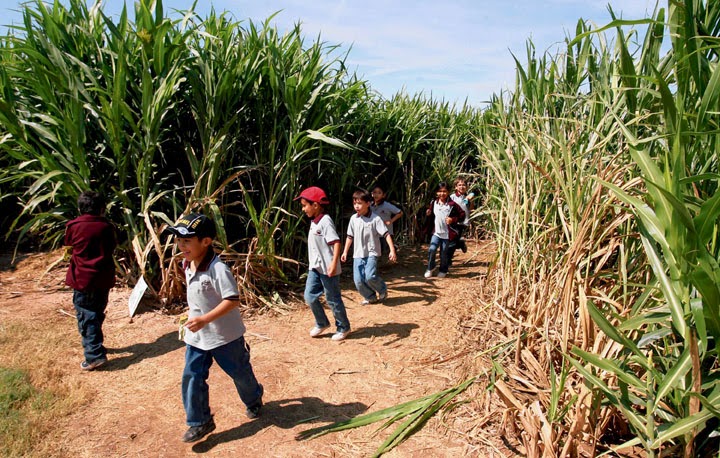 Texas Mountain Trail Daily Photo: Children of the Corn