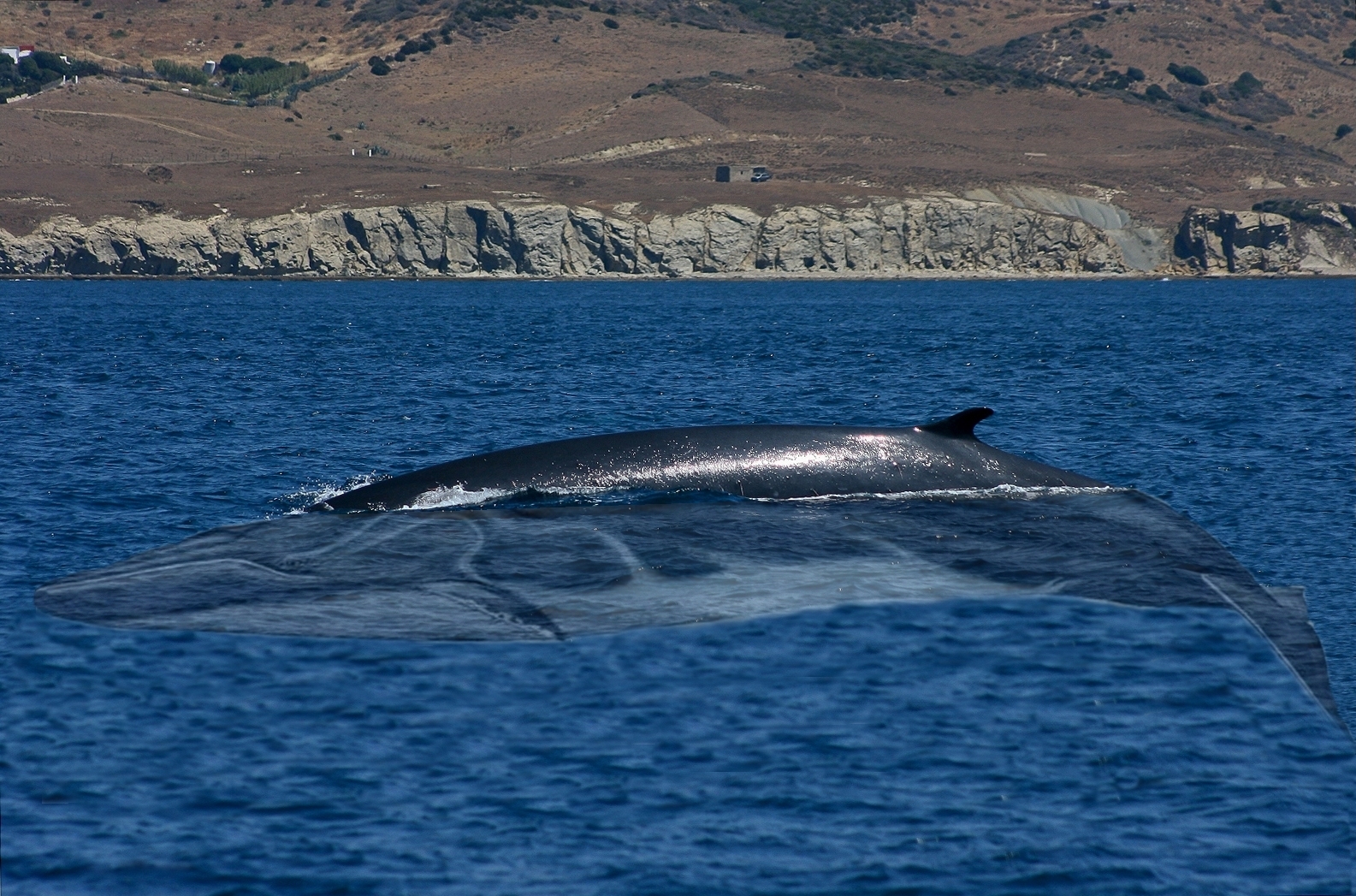 8x42: Rorcual Común. La otra migración del estrecho.