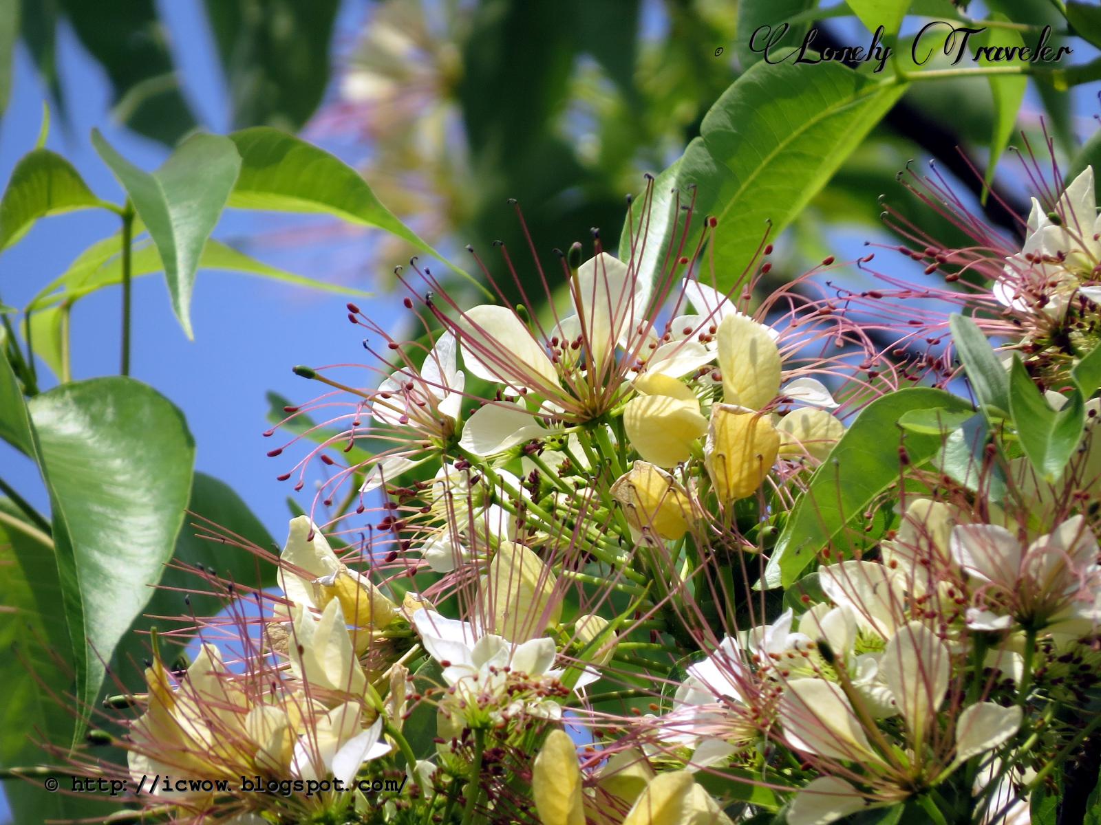 Temple plant - Crataeva religiosa