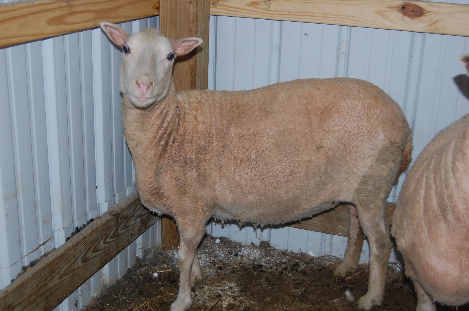 Little Hills Sheep Ranch: New Finnish Landrace sheep!!