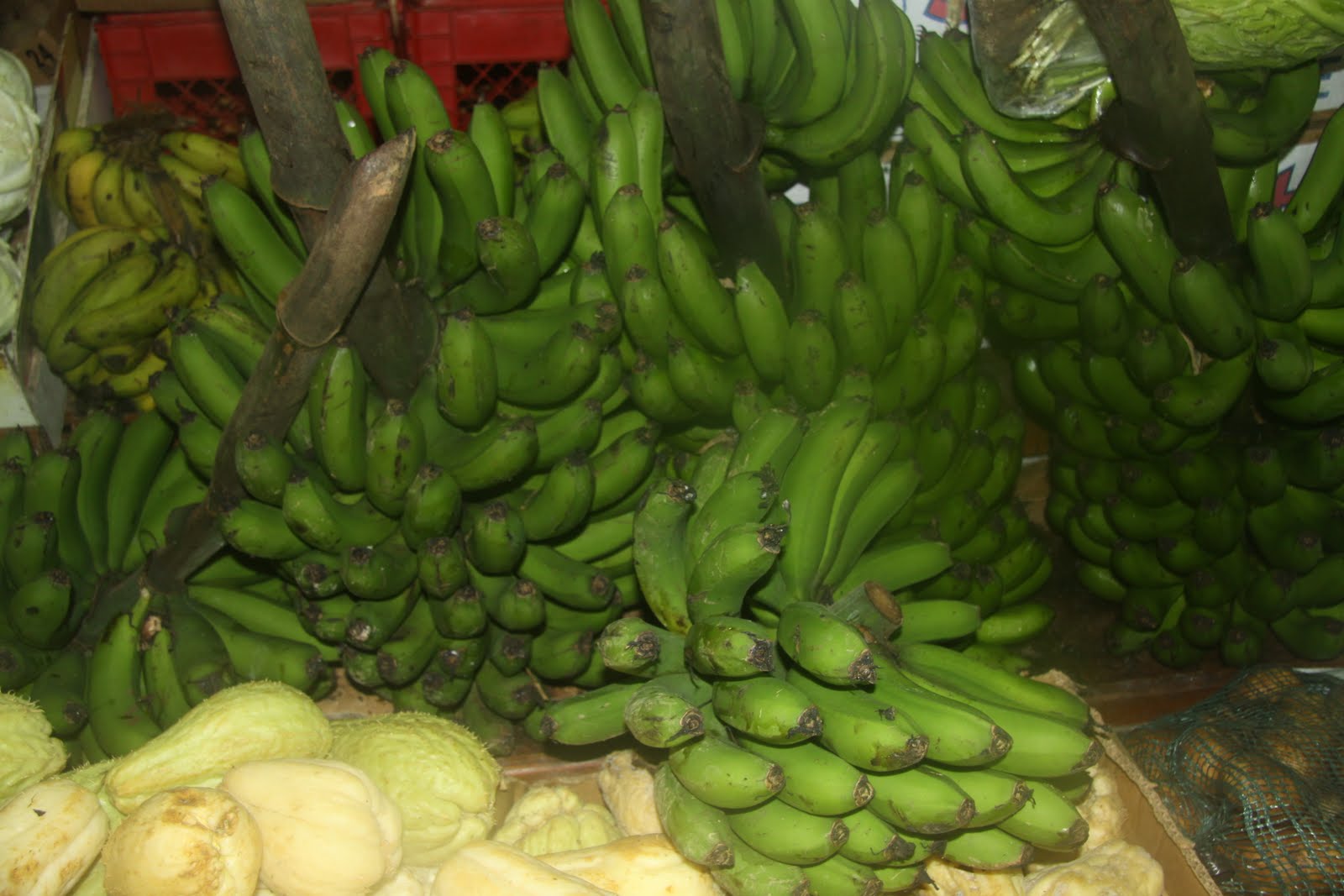 Yakni Achukma (The Good Land): Puerto Rican Fruits