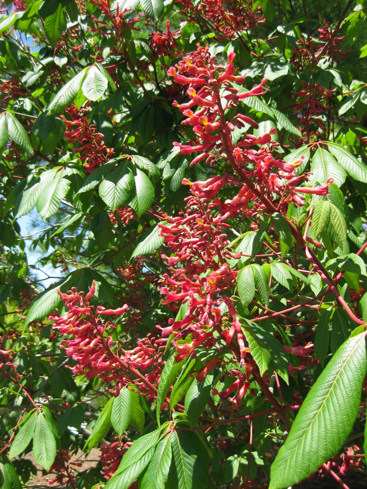 Smaller Scale Aesculus | Rotary Botanical Gardens