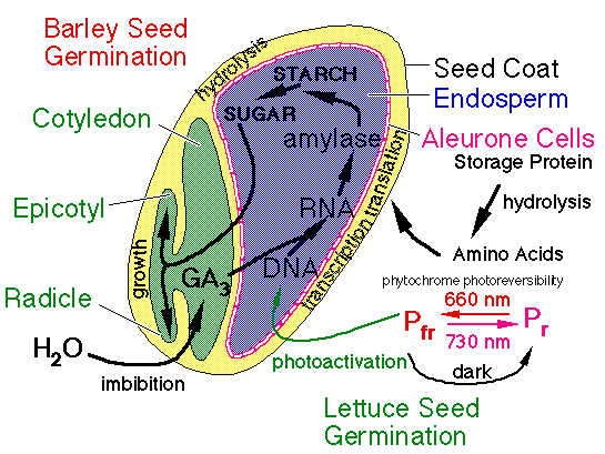 Enzyme digestion during seed germination.: Use of starch agar and milk ...