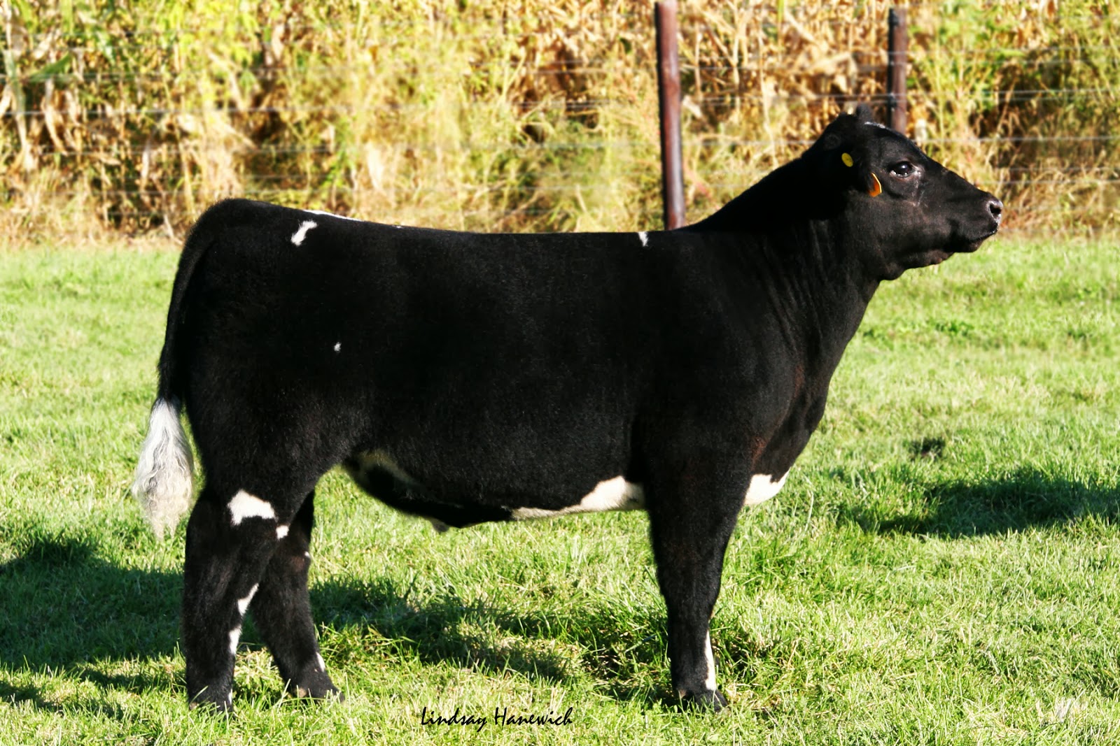 Hanewich Cattle Co.: Sold Cattle