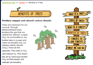 Trees and forest – Learning with Los Llanetes school by Pepa Peñate