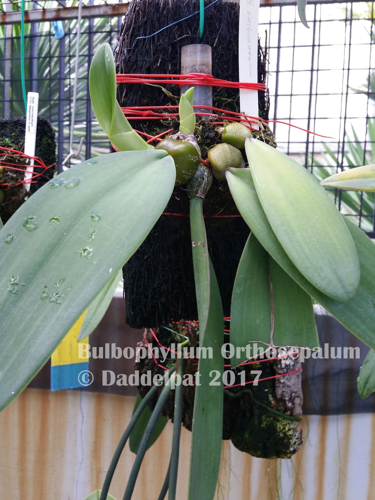 Daddel's Thumbprints: 2017-04-16