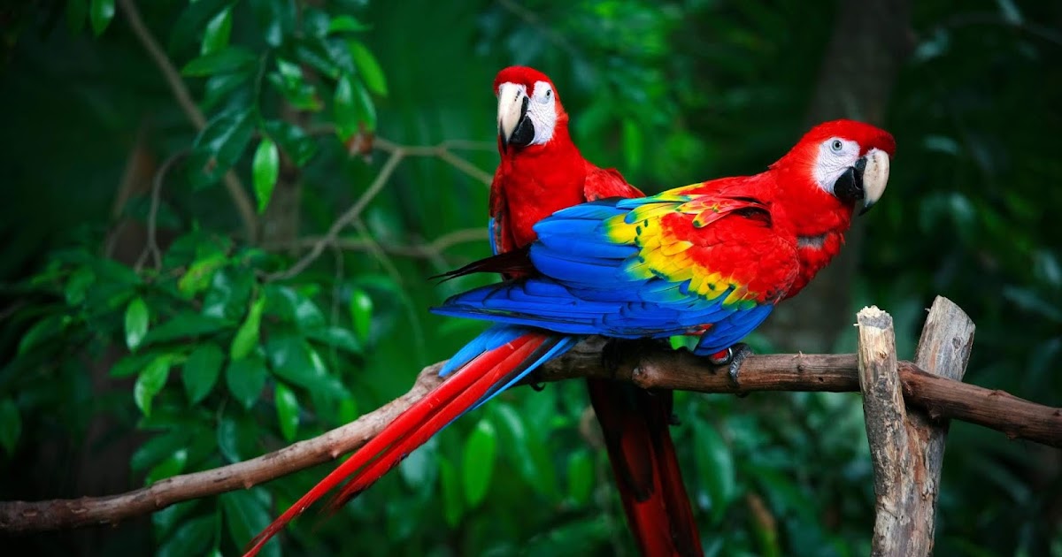 Memiliki Burung Parrot: Bagaimana Cara Penjagaan Burung Parrot, Panduan ...