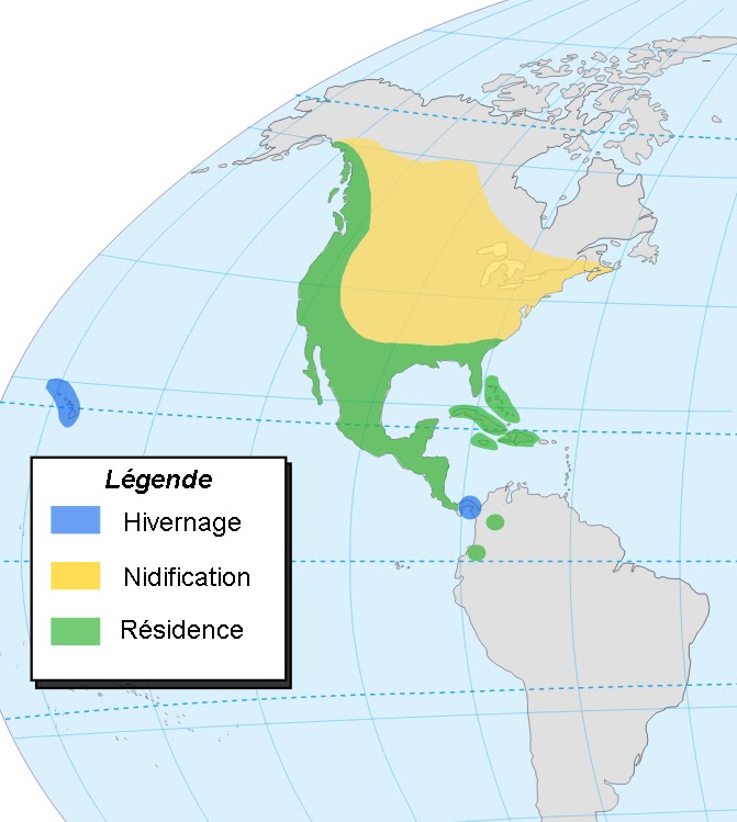 El temps a Palamós: La fotja americana (Fulica americana) i el ...
