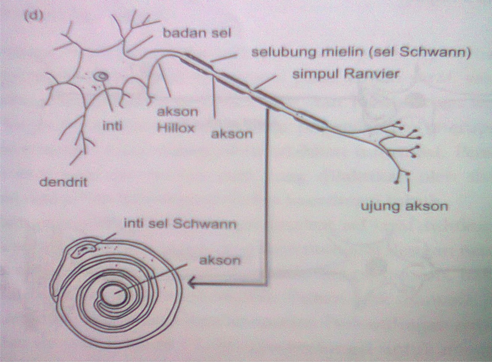 Neuron atau Sel saraf | Berita Biologi