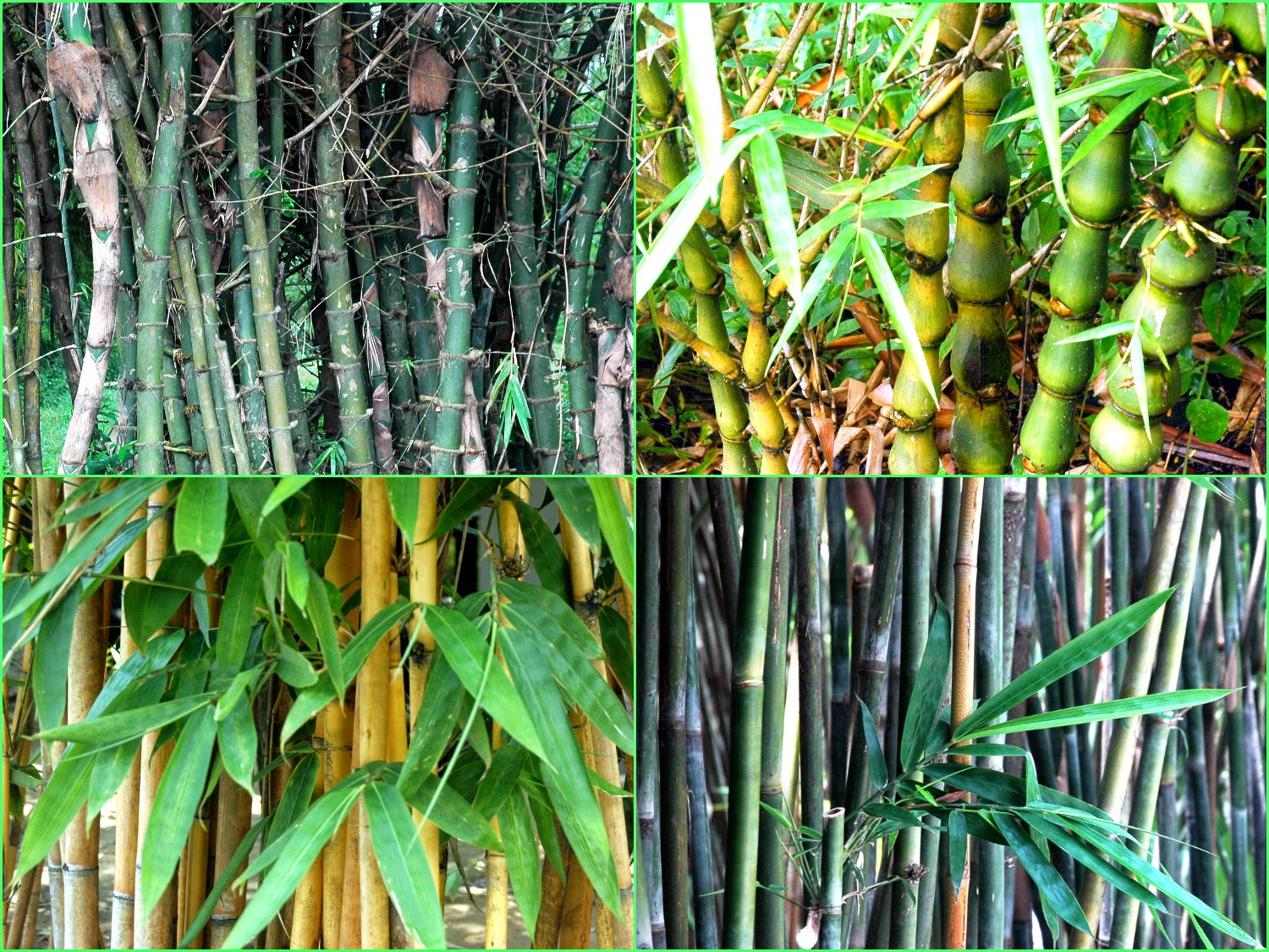 Naquem.: Resurgence of the pliant but hardy kawayan