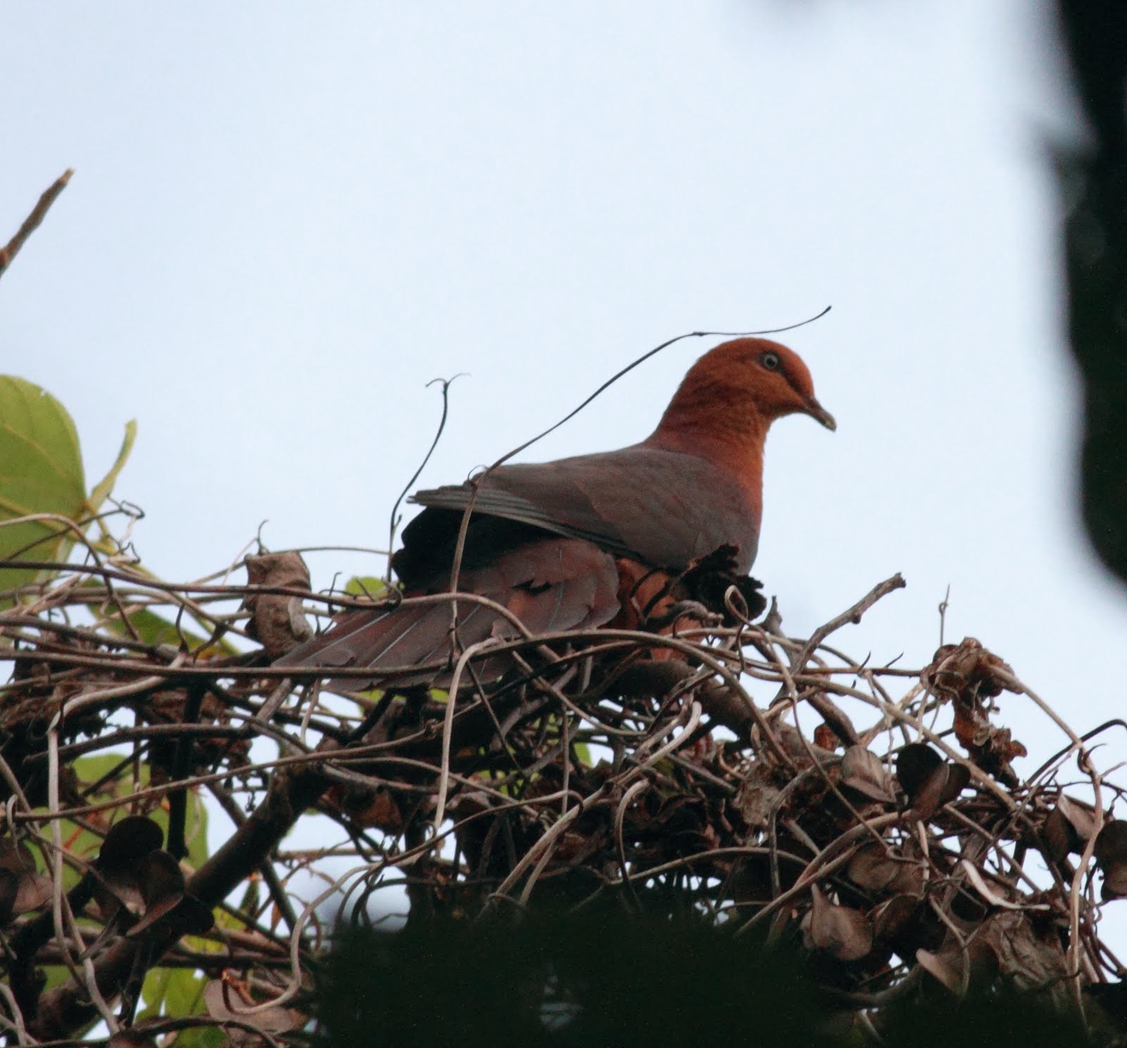 Mis amigas las palomas: Fotos especies de palomas exóticas (preciosas ...