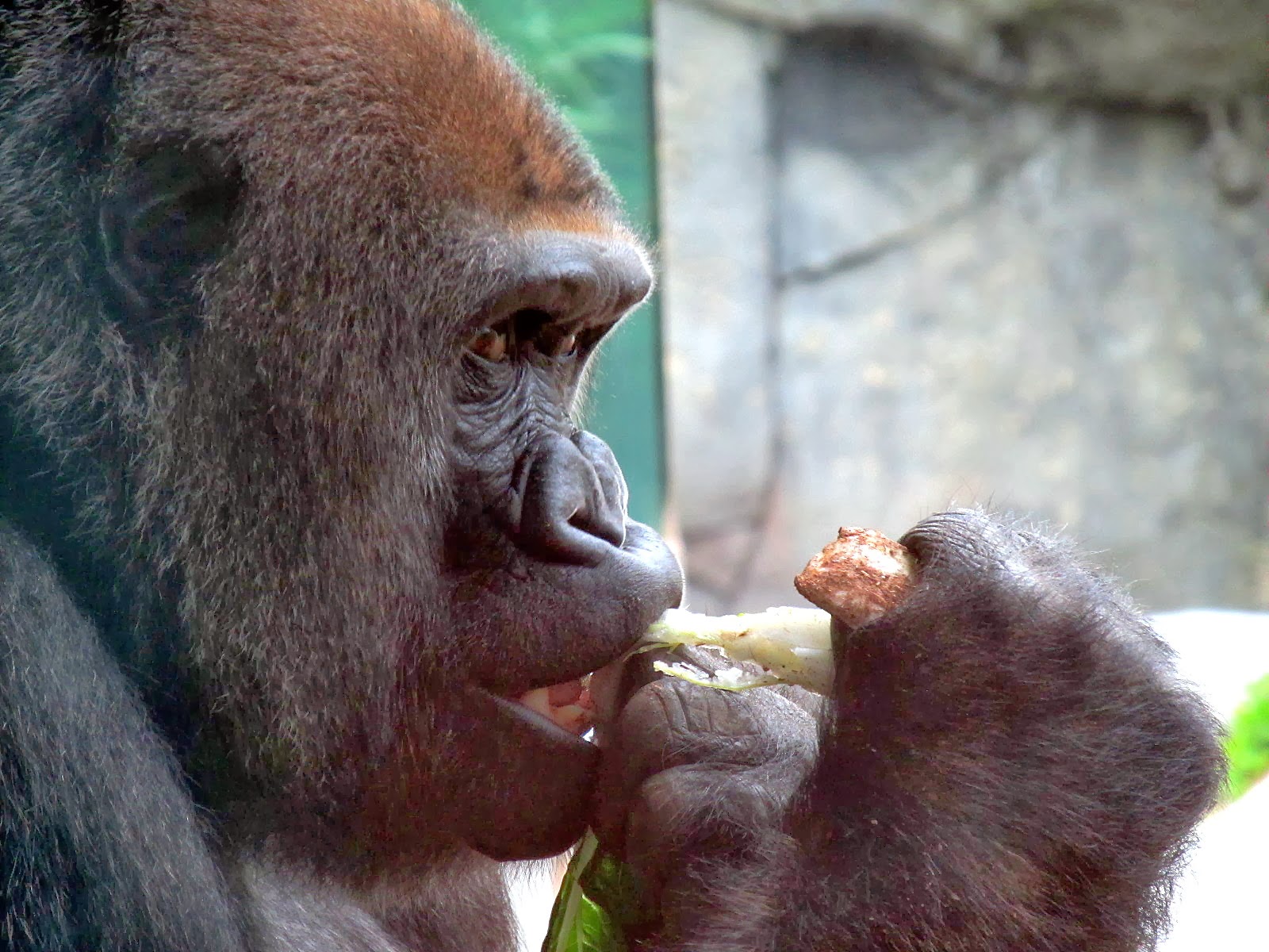 Life with Dylan: Dian Fossey continues to spark a love for mountain ...