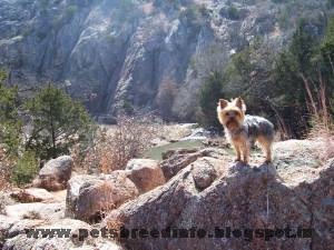 Australian Yorkshire Terrier Dog HD Wallpapers Free Download | All ...