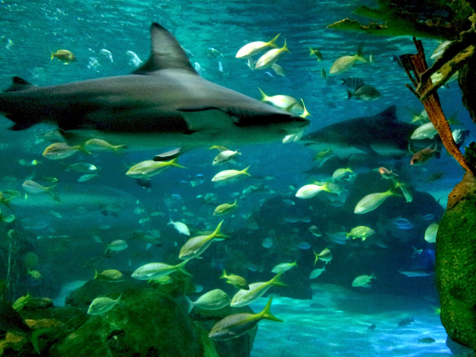 Fresh Coat of Paint: A Date at the Aquarium