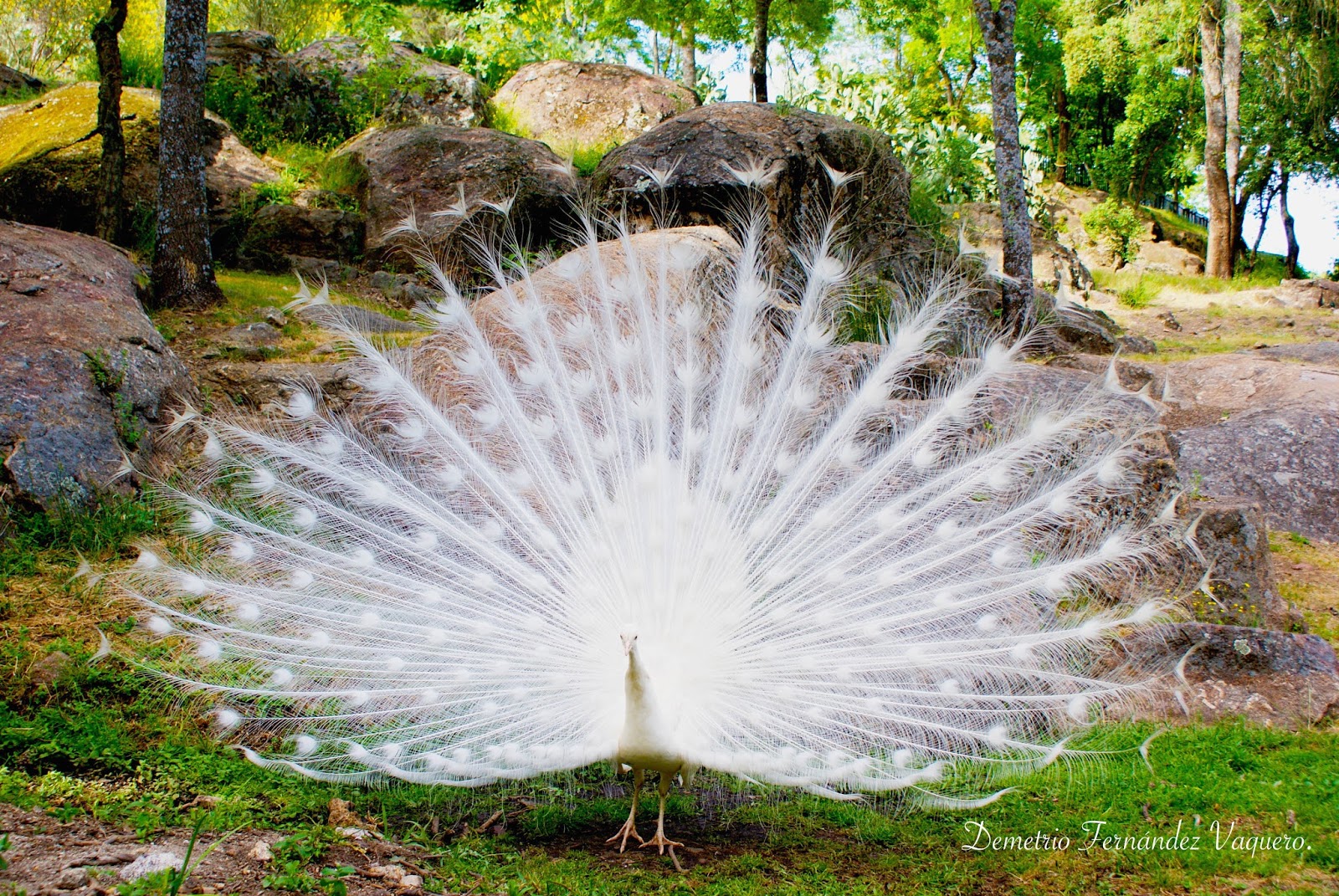Pavo Real Blanco Plasencia Parque Pinos | Fotografía Demetrio Fernández