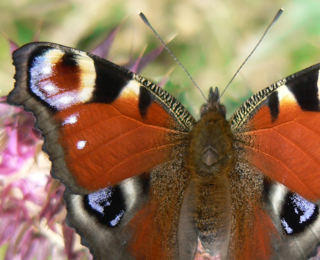 MARIPOSAS (BUTTERFLIES): Inachis io L (Nymphalidae)