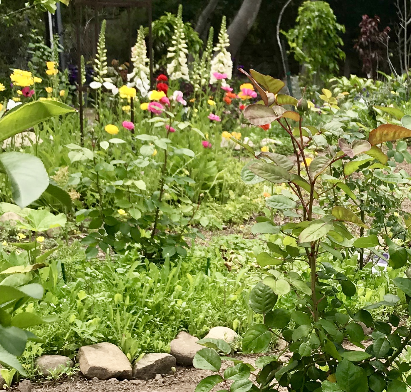 On Discovering A Garden: Gopher Resistant Plants