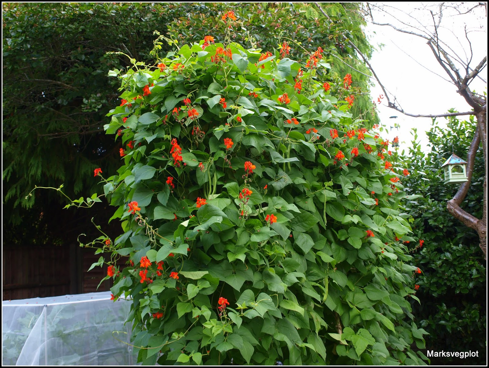 Mark's Veg Plot: Runner Beans