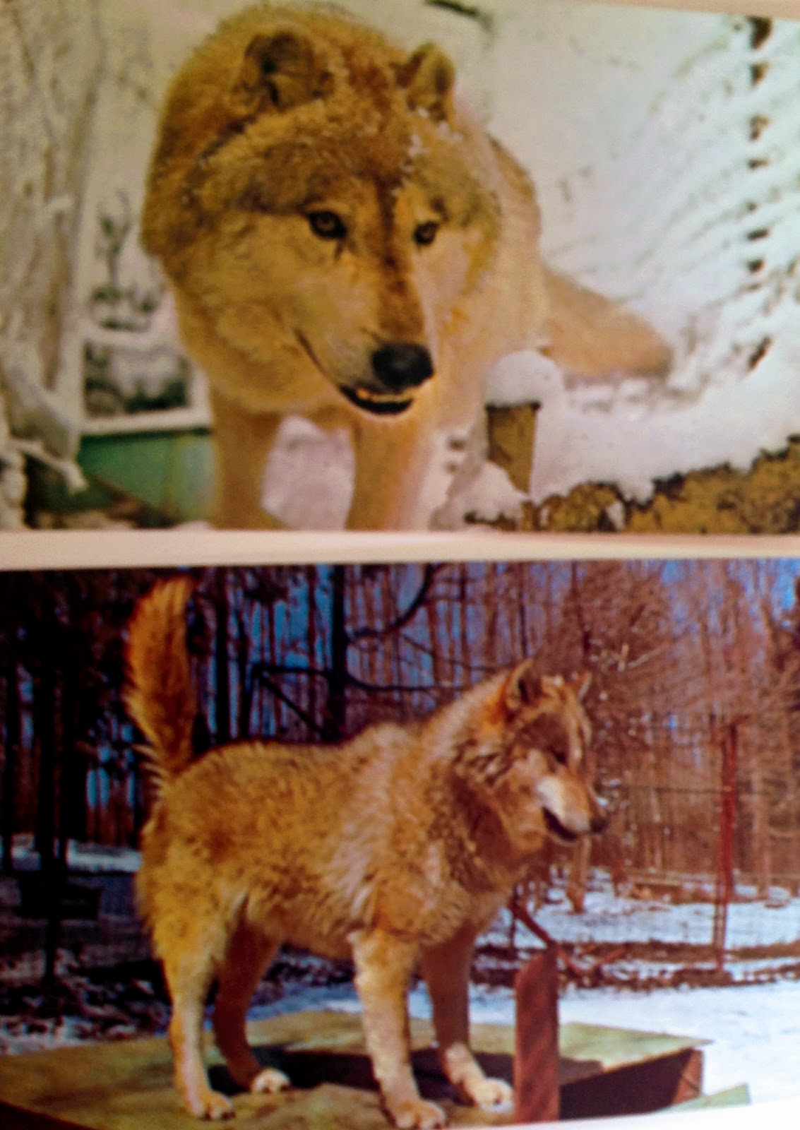 The Literate Quilter: American Wolf: A True Story of Survival and ...