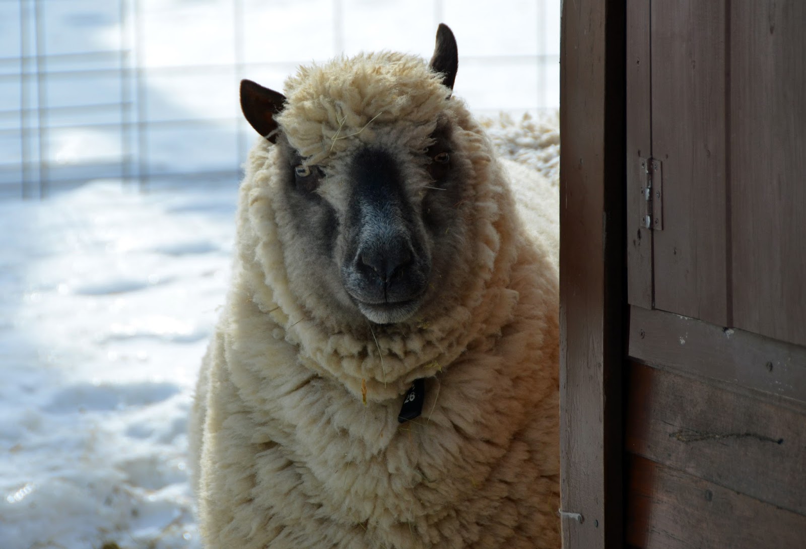 Butterscotch Farm: Breed Profile #5: Clun Forest Sheep