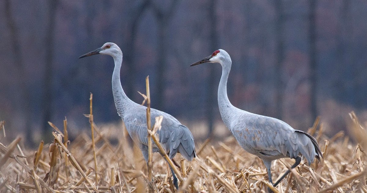 Environmental Almanac: November brings sandhill crane spectacle to ...