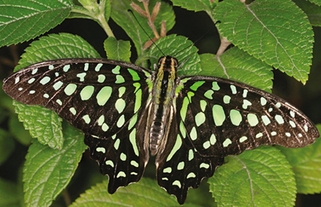 Bicho de Goiaba: Borboleta GraphiumAgamemnon