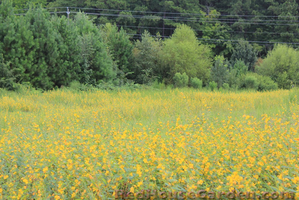Red House Garden: The Flowering of the Partridge Pea