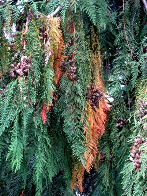 Seattle Garden Ideas: Help! My Tree Is Dying!