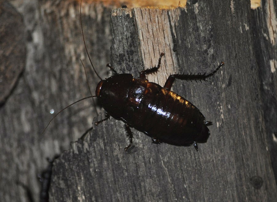 ZOOTOGRAFIANDO (6.100 ANIMALS): CUCARACHA DE FLORIDA / FLORIDA WOODS ...